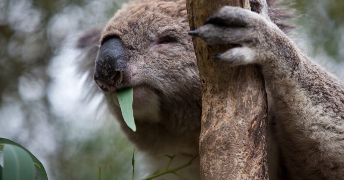 Koala Conservation Reserve | Visit Gippsland