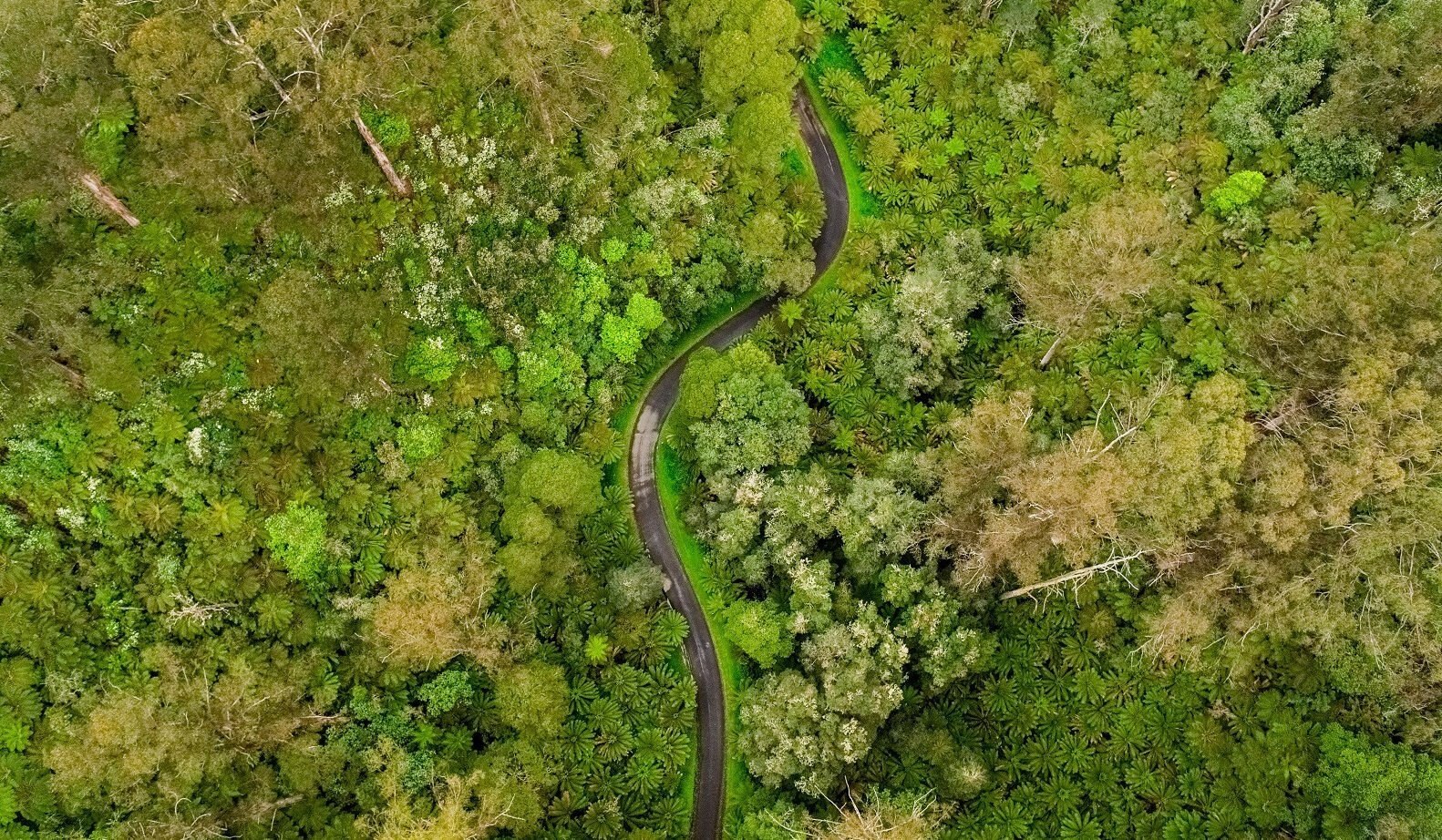 Forest & Sea Drive | Visit Gippsland