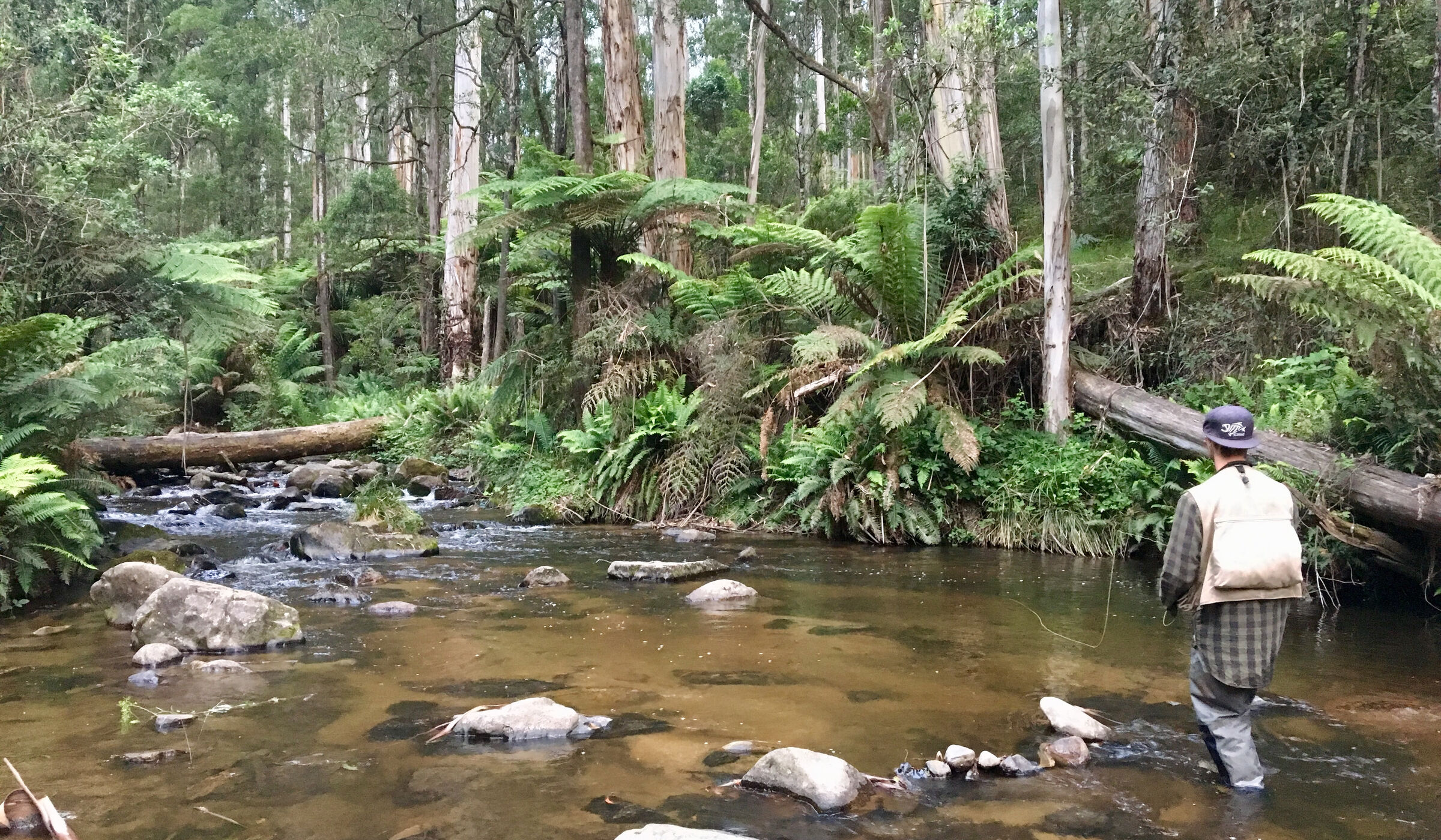 Baw Baw National Park | Visit Gippsland