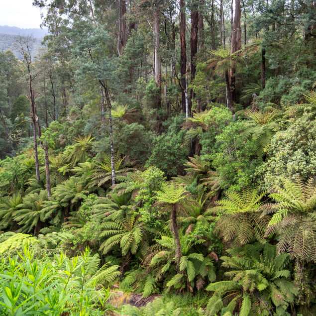 Grand Strzelecki Walking Track | Visit Gippsland