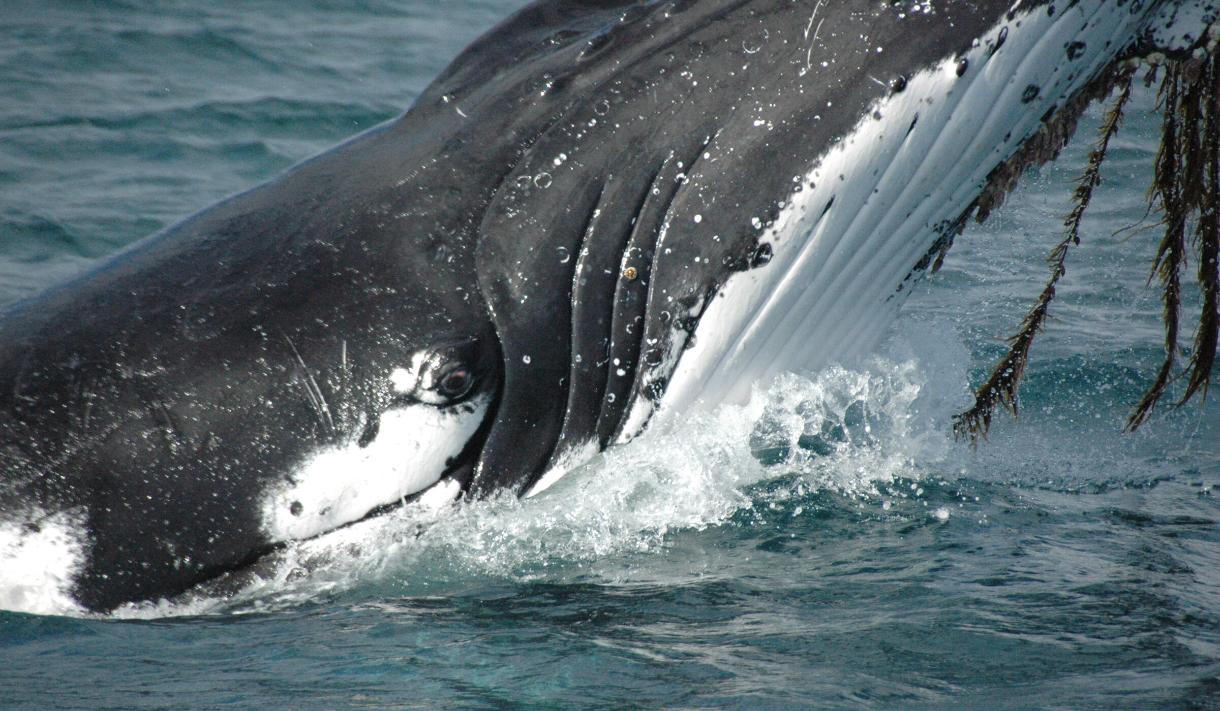 Whale Season | Visit Gippsland