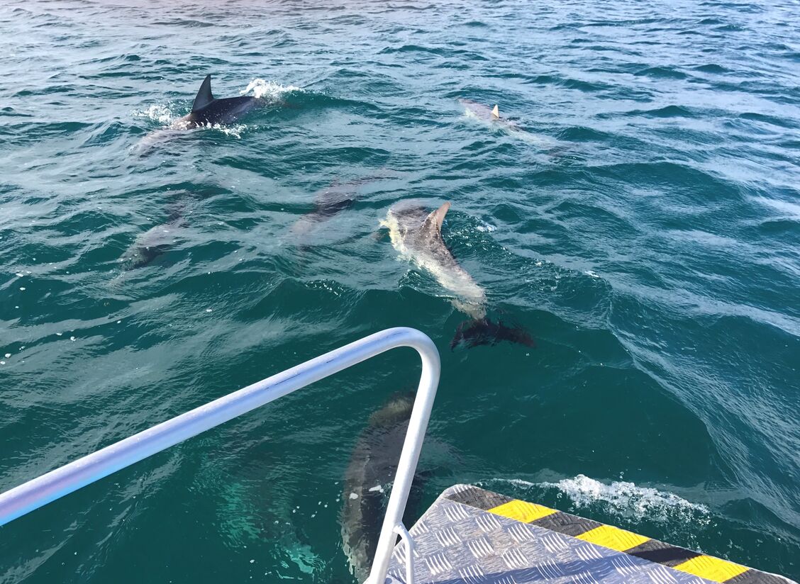 Lakes Explorer : Wildlife Tours or Water-Taxi | Visit Gippsland