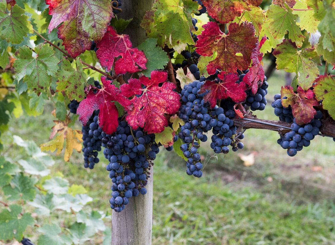 Cannibal Creek Vineyard | Visit Gippsland