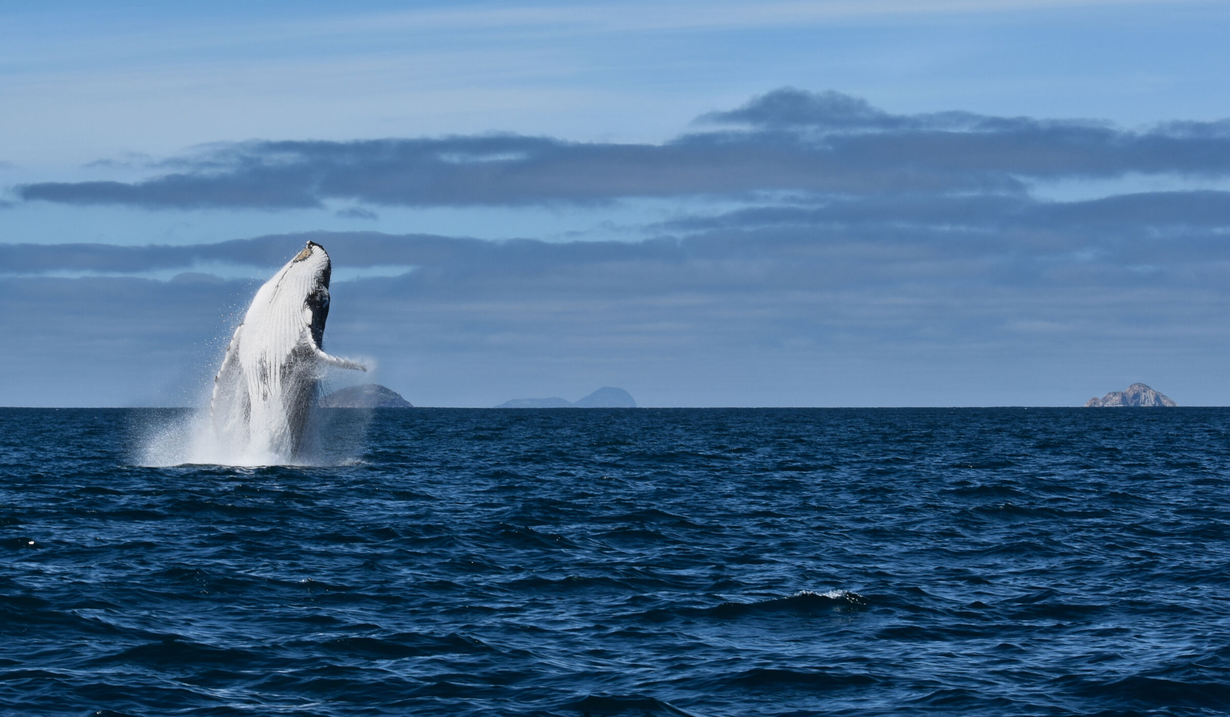 Whale Season | Visit Gippsland