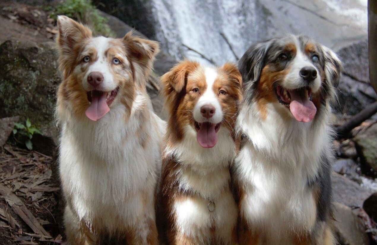 Dog-friendly West Gippsland | Visit Gippsland