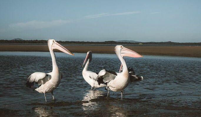 Shallow Inlet Travel Guide: Where to Eat, Stay and… | Visit Gippsland