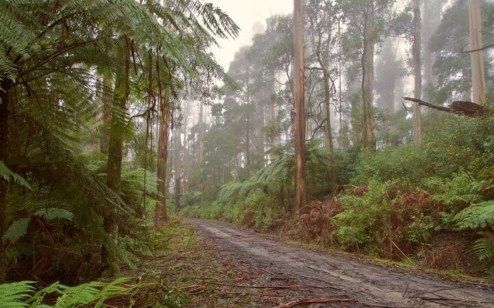 Baw Baw National Park | Visit Gippsland