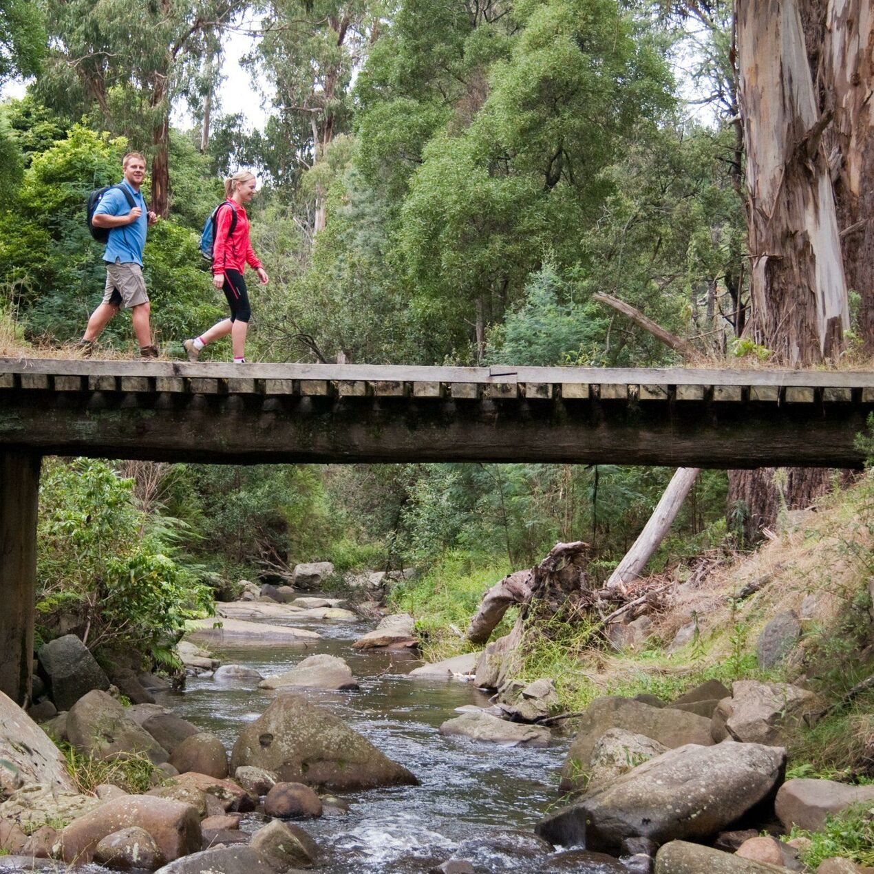 Grand Strzelecki Walking Track | Visit Gippsland