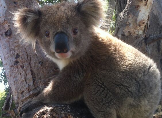 Ride the Koalas | Visit Gippsland