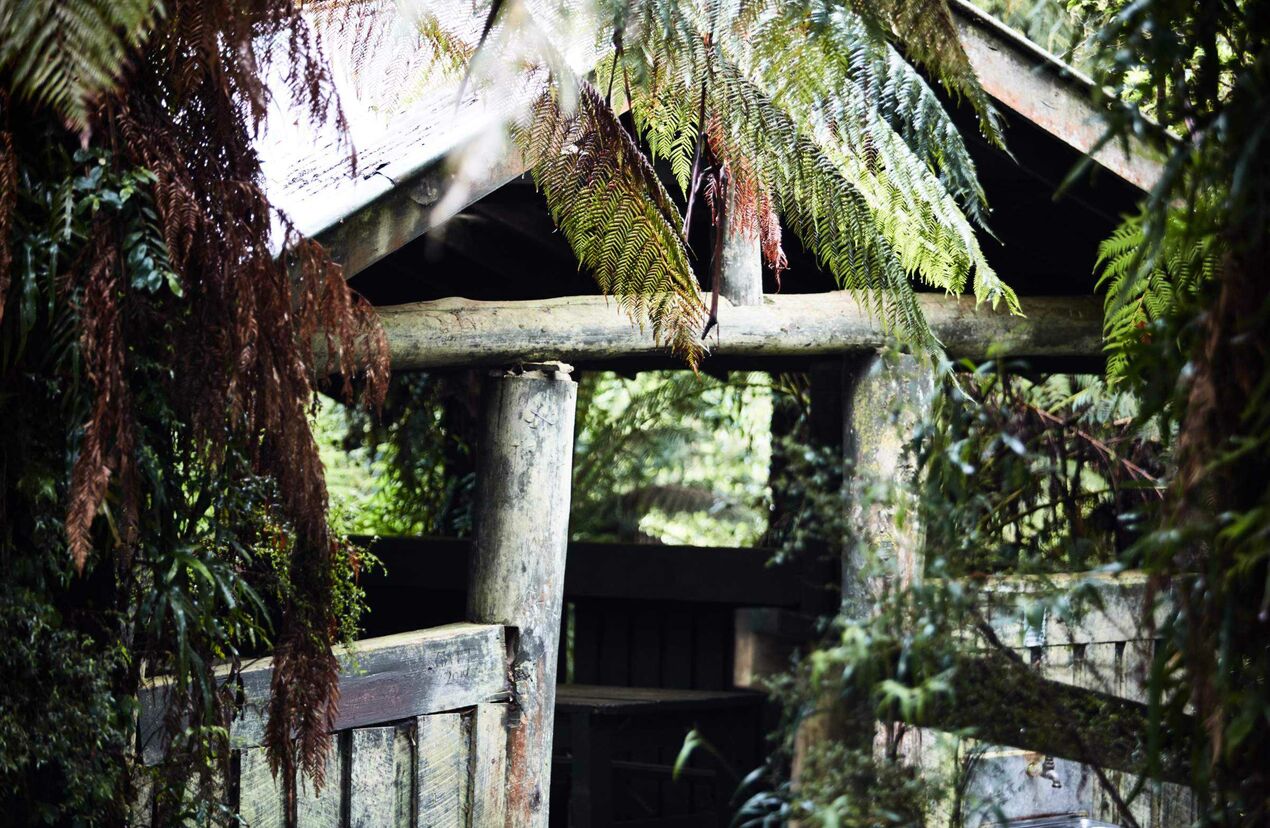 Tarra Bulga National Park | Visit Gippsland