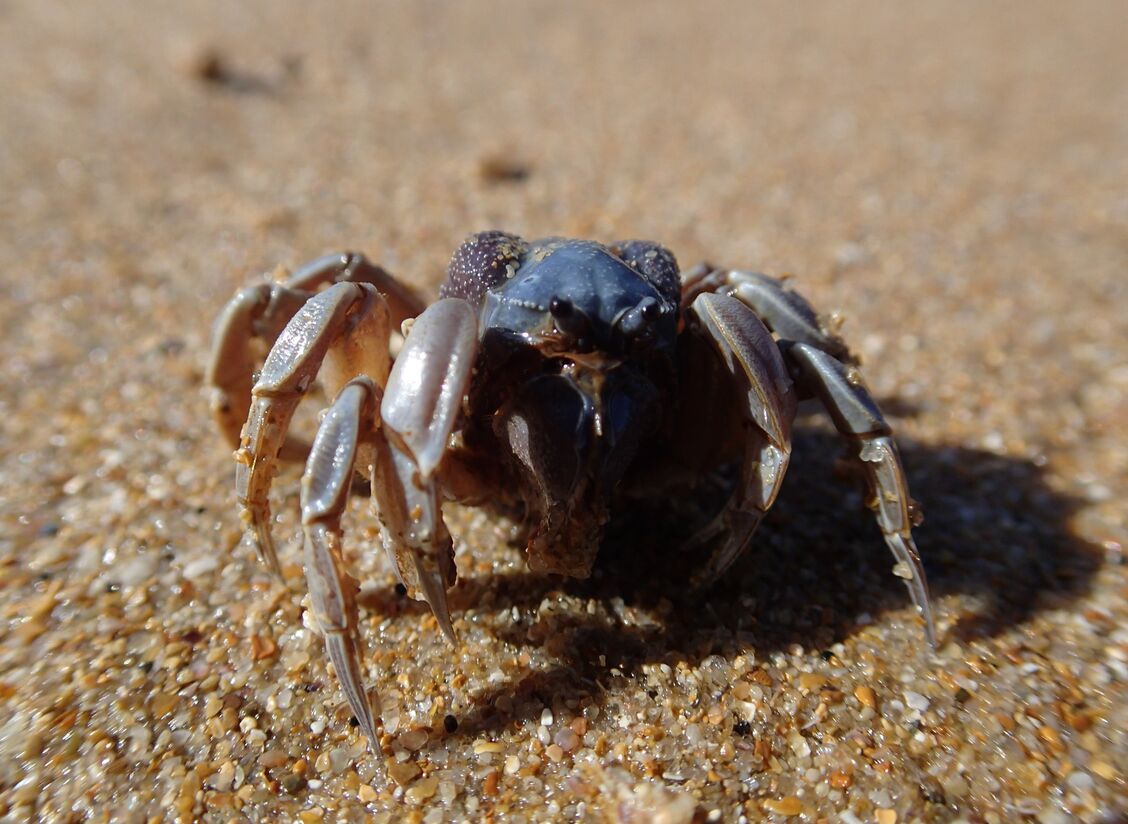 Bunurong Coast Education | Visit Gippsland