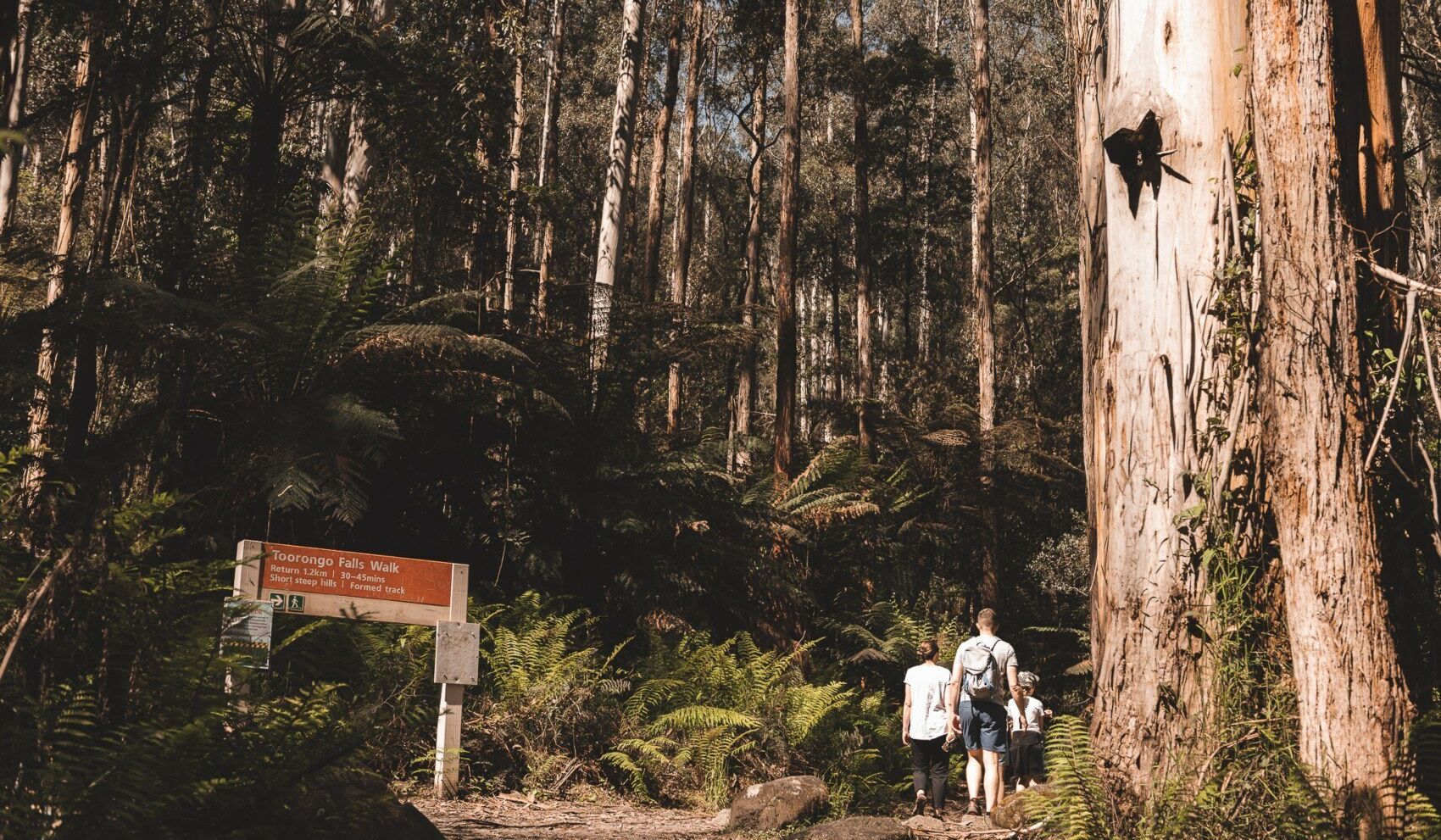 Toorongo & Amphitheatre Falls Loop Walk | Visit Gippsland