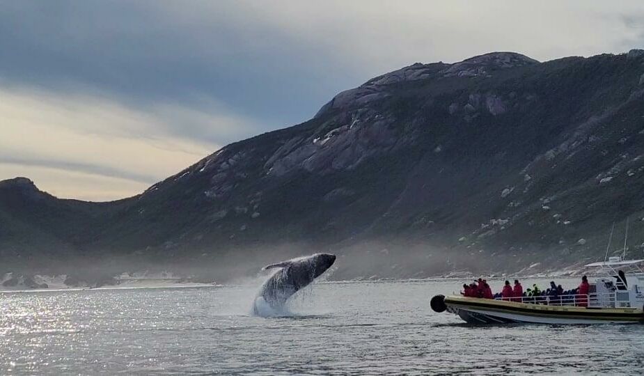 Whale Watching | Visit Gippsland