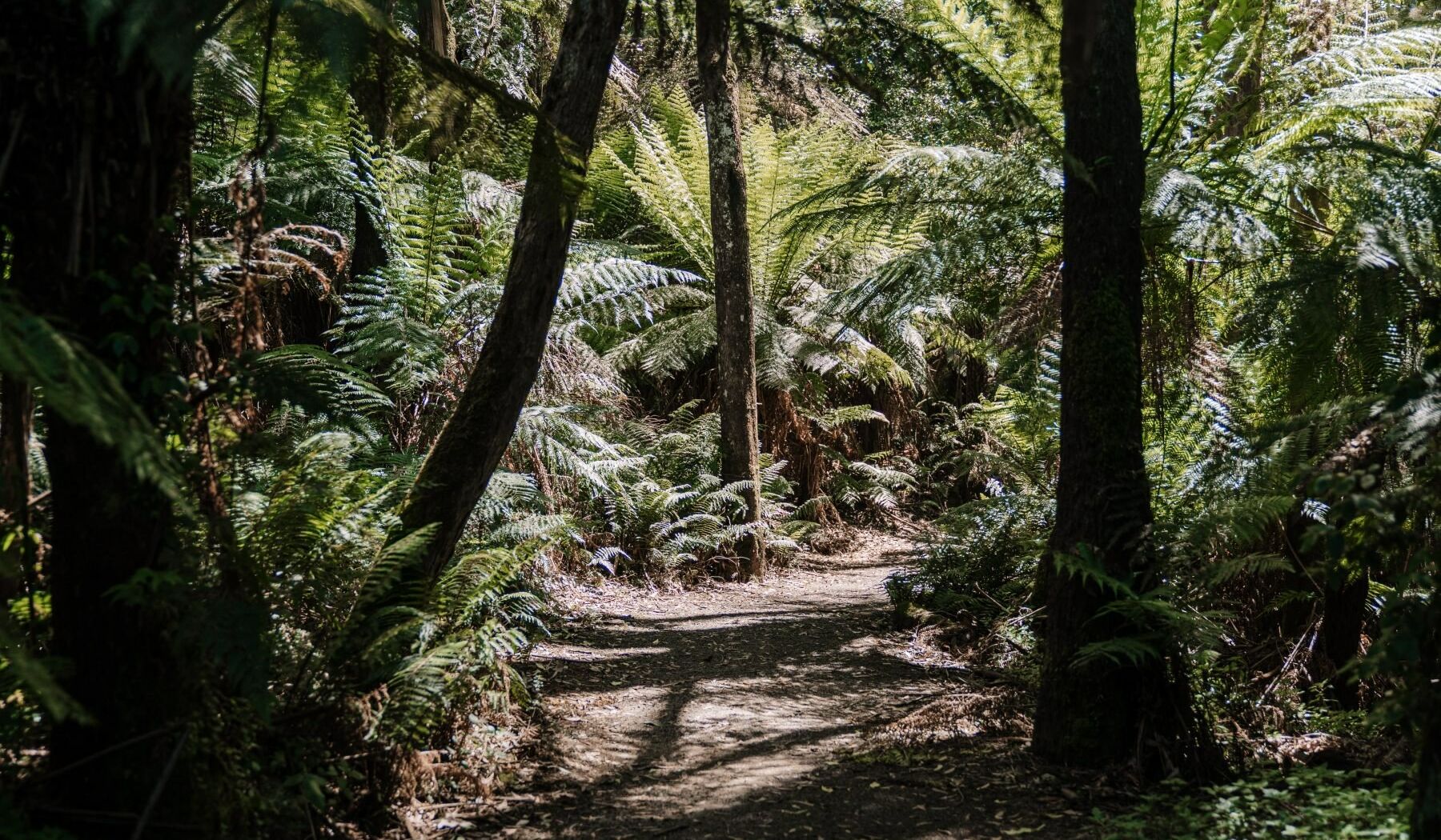 Tarra Bulga National Park | Visit Gippsland