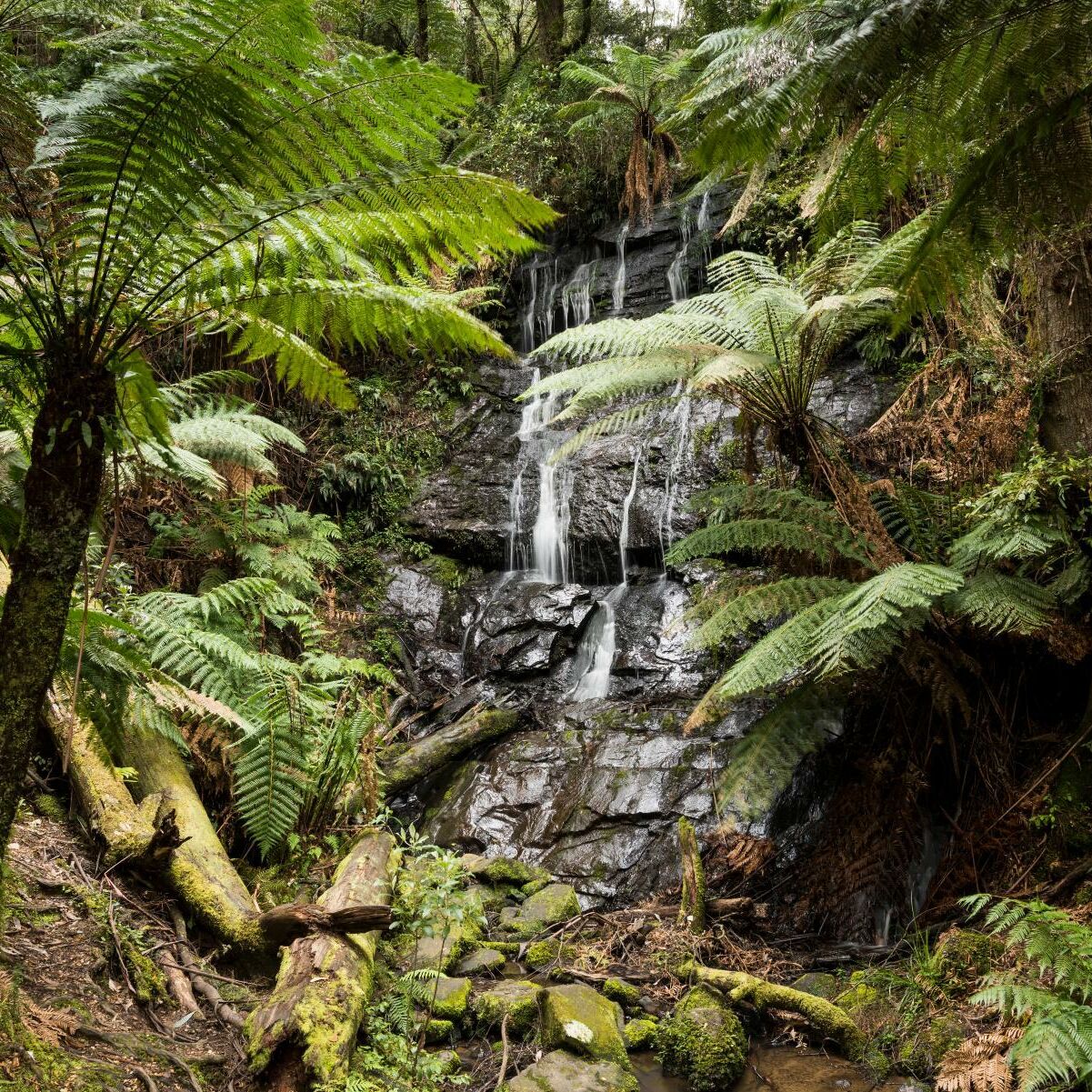 Strzelecki Drive Route 94 | Visit Gippsland