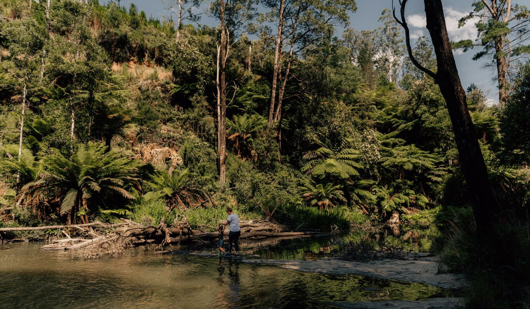 Morwell River Falls Reserve | Visit Gippsland