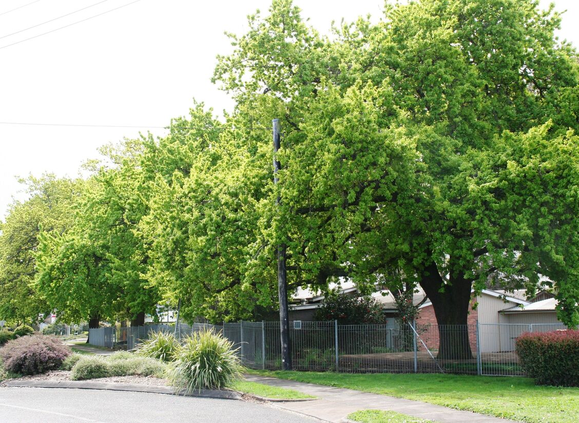 Drouin and district Self-guided Nature Walks | Visit Gippsland