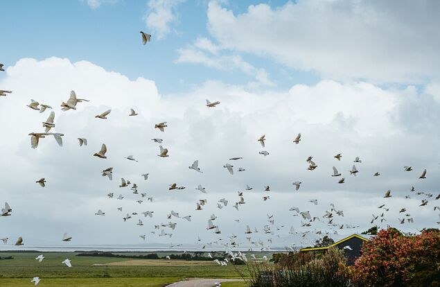 Yanakie Travel Guide: Where to Eat, Stay and Play | Visit Gippsland