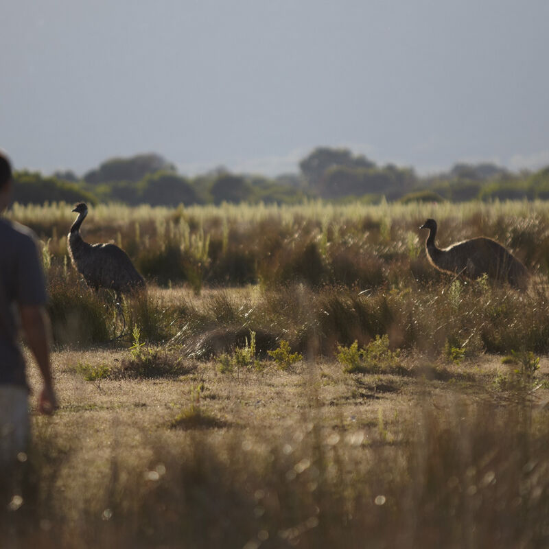 Wilsons Prom, Gippsland, Vic | Accommodation,… | Visit Gippsland
