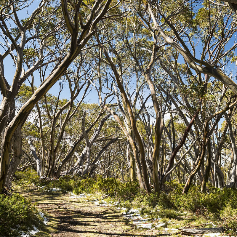 Mt Baw Baw: Adventures All Year | Visit Gippsland
