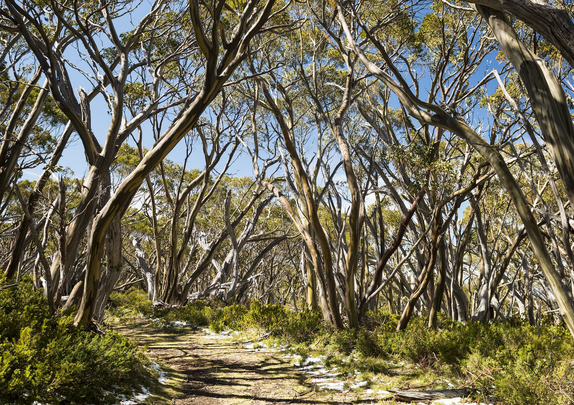 Mountains | Visit Gippsland