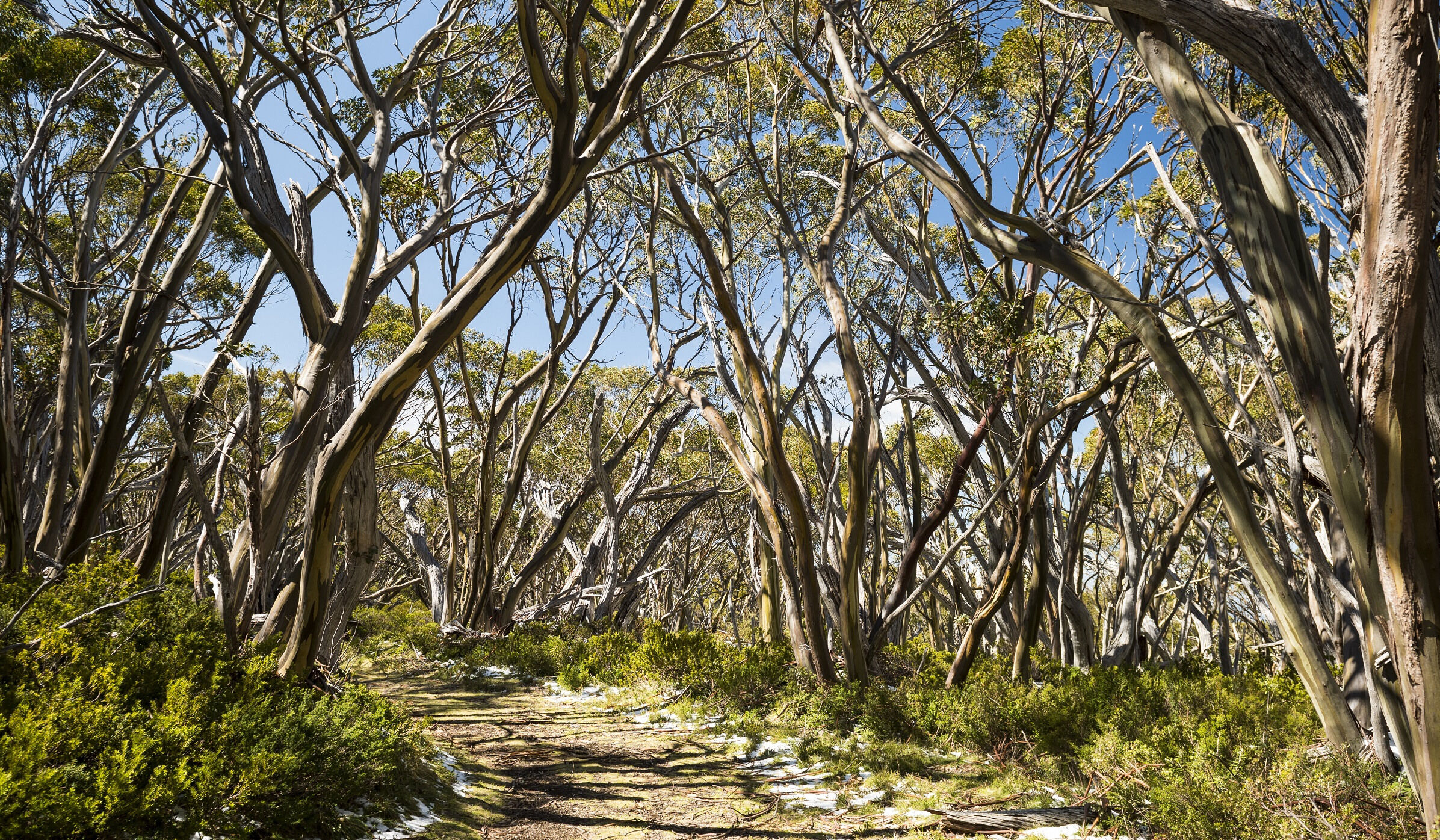 Baw Baw National Park | Visit Gippsland