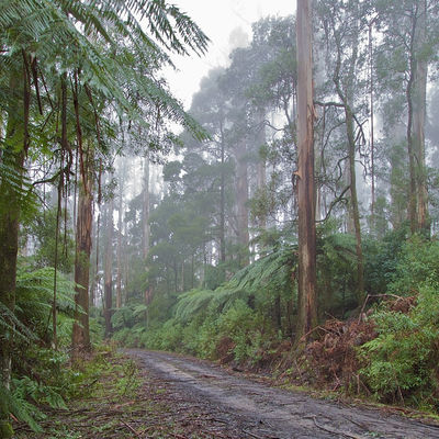 Walhalla Travel Guide: Where to Eat, Stay and Play | Visit Gippsland