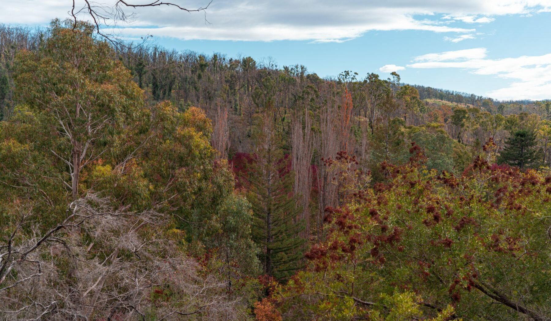 Buchan Itineraries | Visit Gippsland