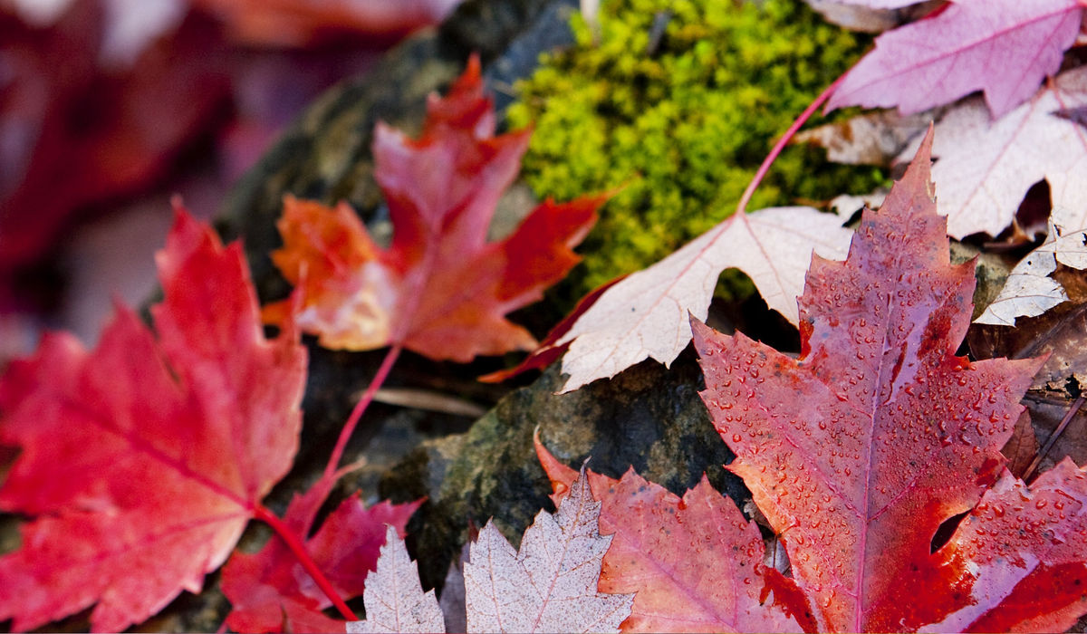 Walhalla Travel Guide: Where to Eat, Stay and Play | Visit Gippsland