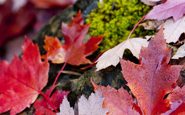 Walhalla, Gippsland, Vic | Accommodation, Train,… | Visit Gippsland