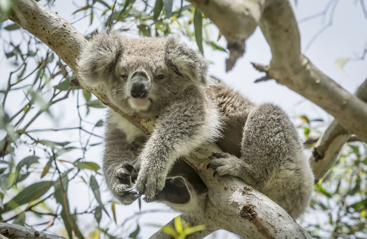 Raymond Island Travel Guide: Where to Eat, Stay and… | Visit Gippsland