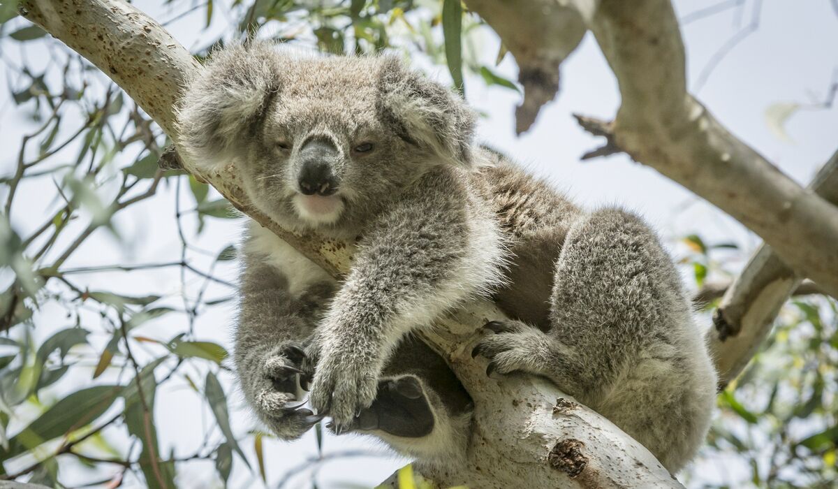 Raymond Island Travel Guide: Where to Eat, Stay and… | Visit Gippsland