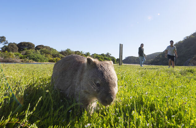 Wilsons Prom, Gippsland, Vic | Accommodation,… | Visit Gippsland