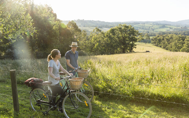 Ada Tree Rainforest Walk | Visit Gippsland