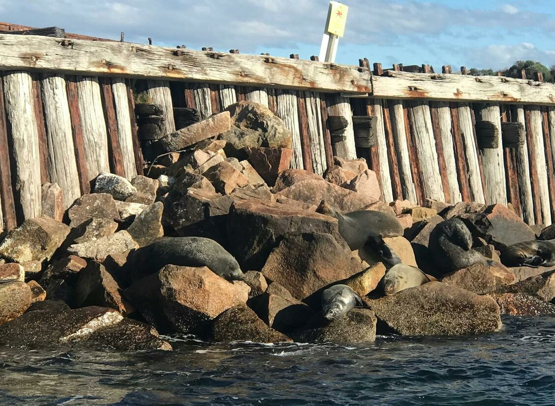 Lakes Explorer : Wildlife Tours or Water-Taxi | Visit Gippsland