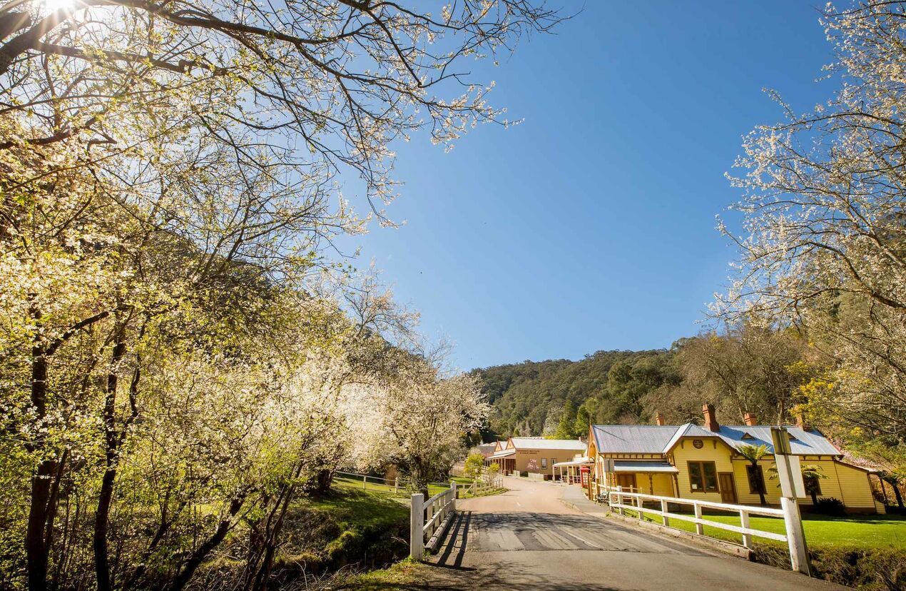 Walhalla Blooms | Visit Gippsland