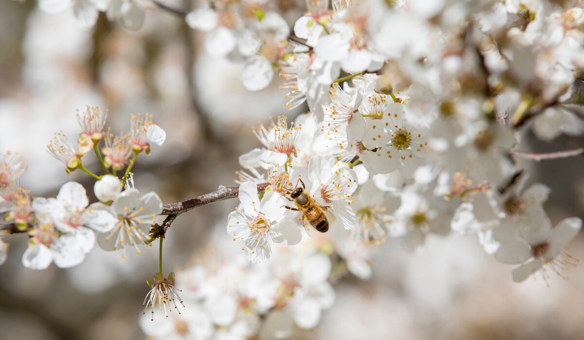 Walhalla Blooms | Visit Gippsland