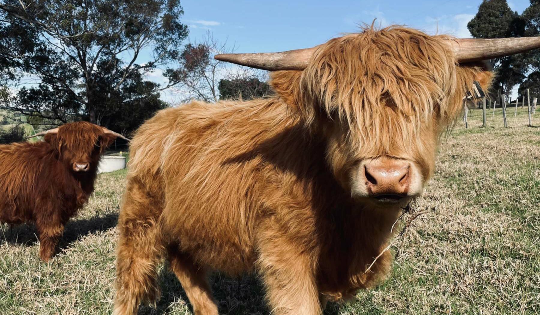 Recharge at Rivendell Farm Estate | Visit Gippsland