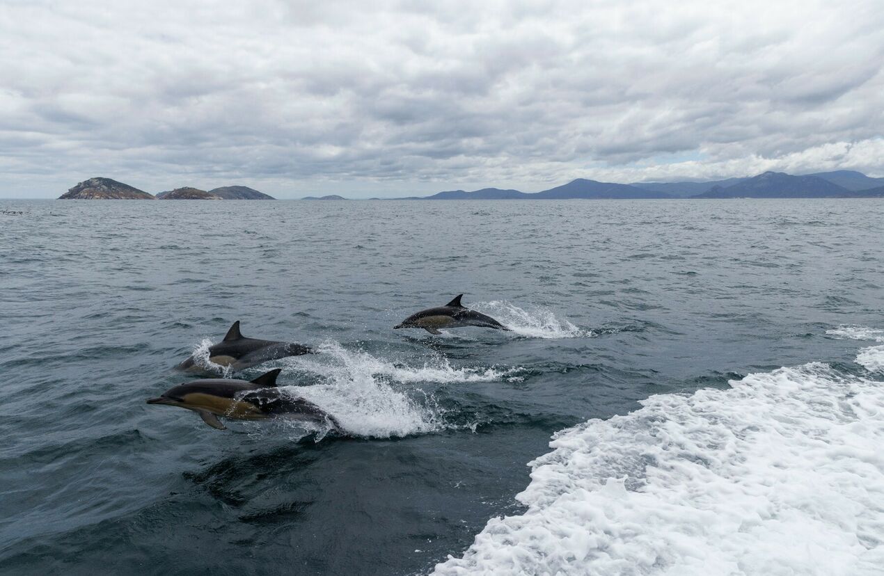 5 Reasons You Need a Cruise at Wilsons Prom | Visit Gippsland