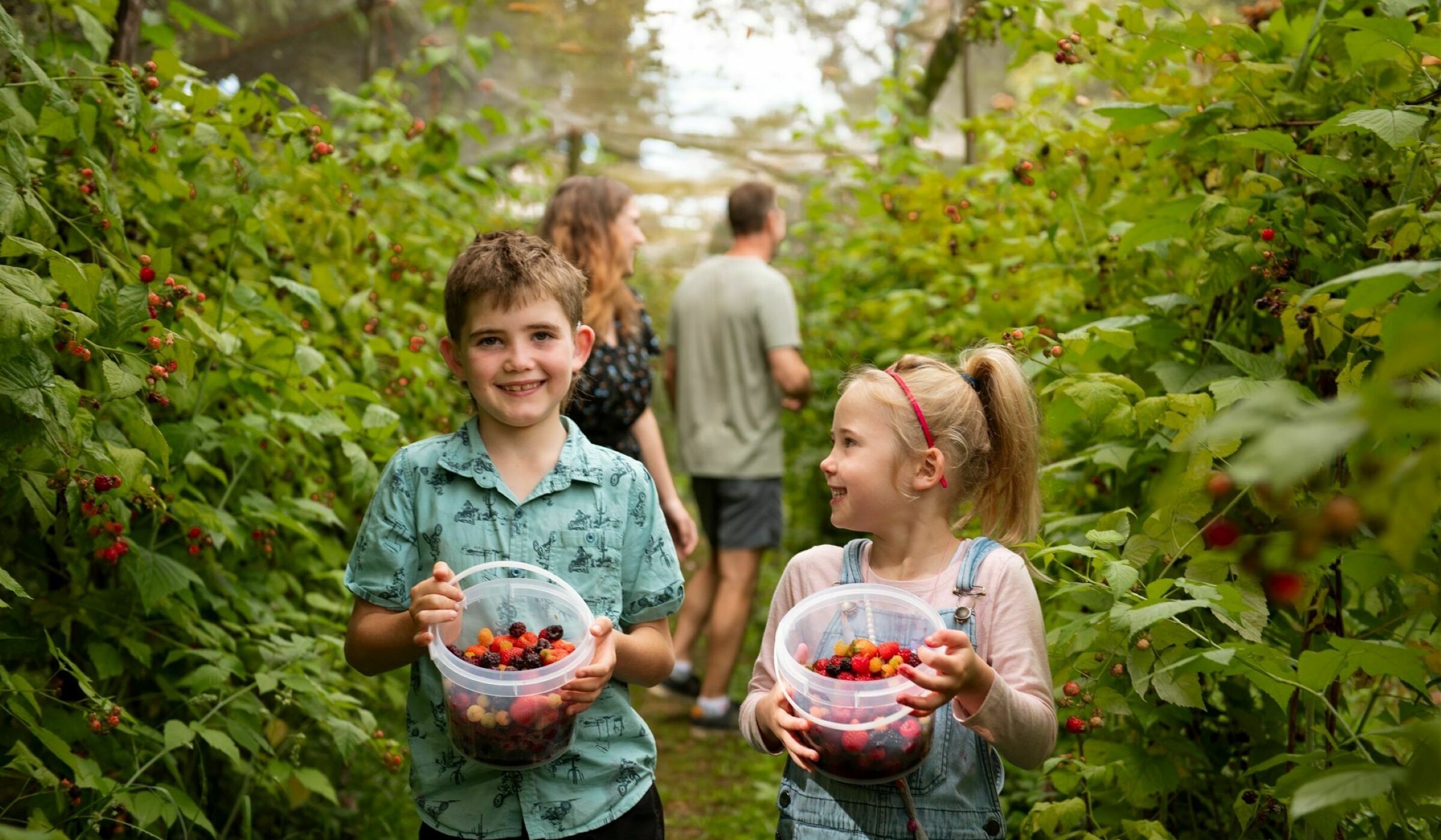 Berry Picking in Gippsland | Visit Gippsland