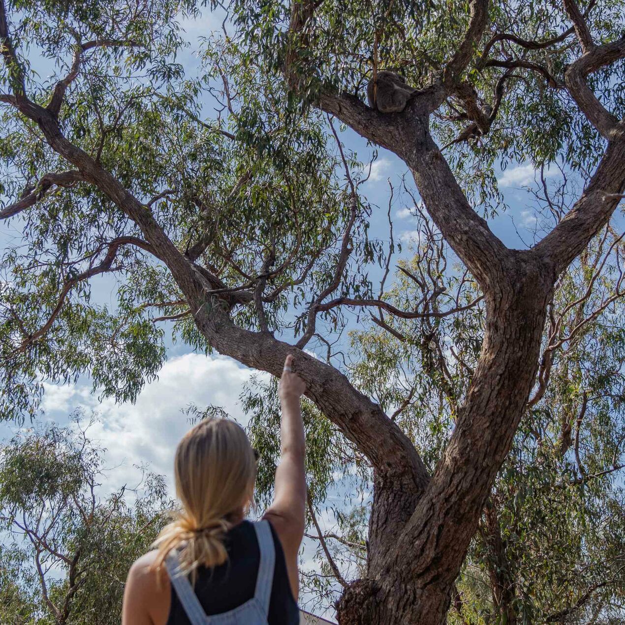 Raymond Island Travel Guide: Where to Eat, Stay and… | Visit Gippsland