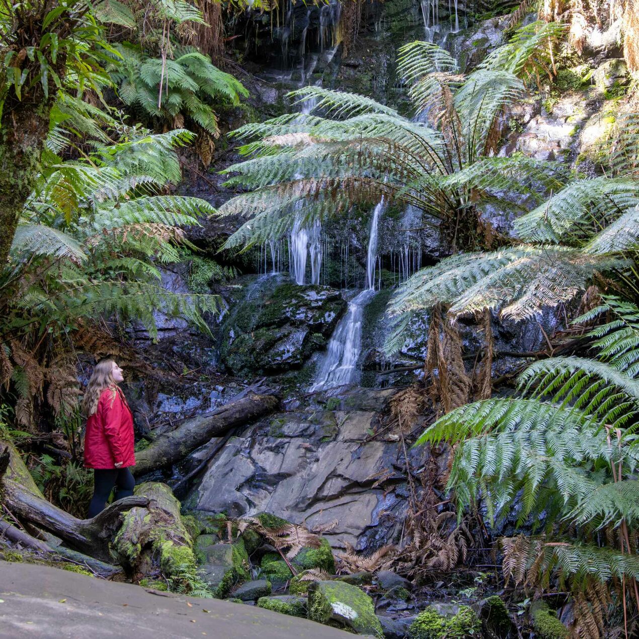Tarra Valley Rainforest Walk | Visit Gippsland