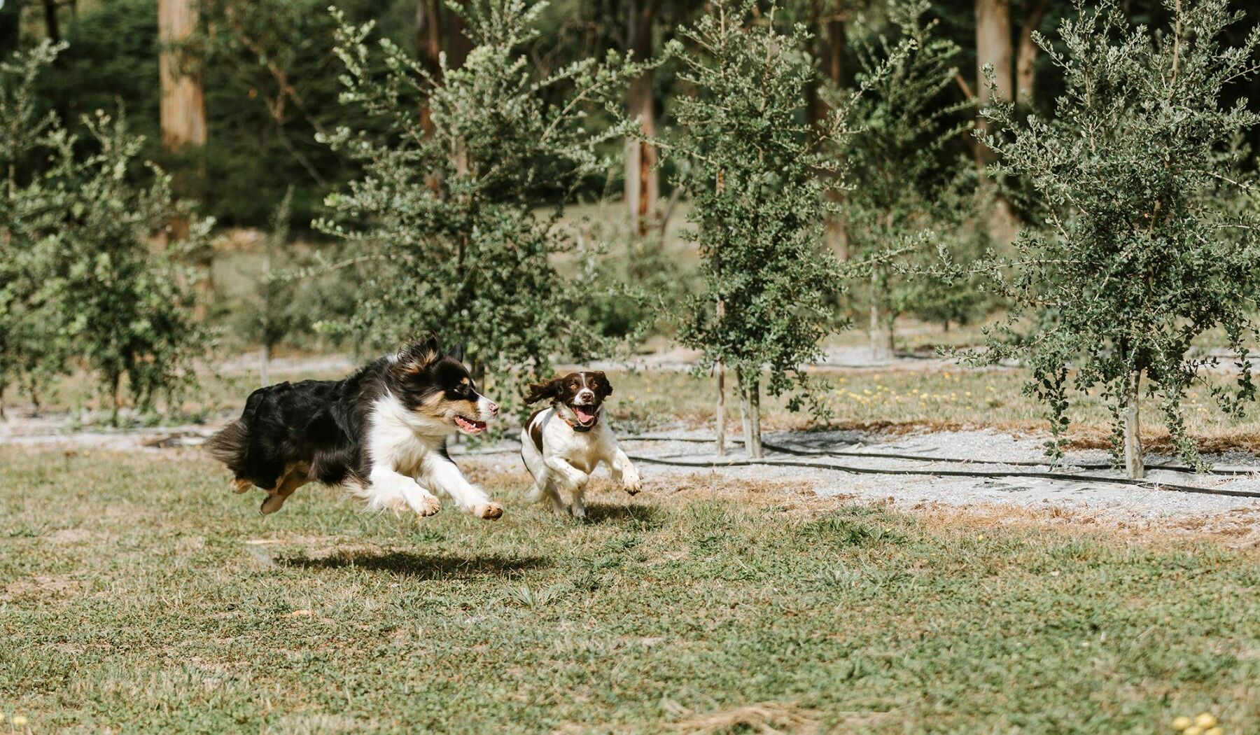Dog-friendly West Gippsland | Visit Gippsland