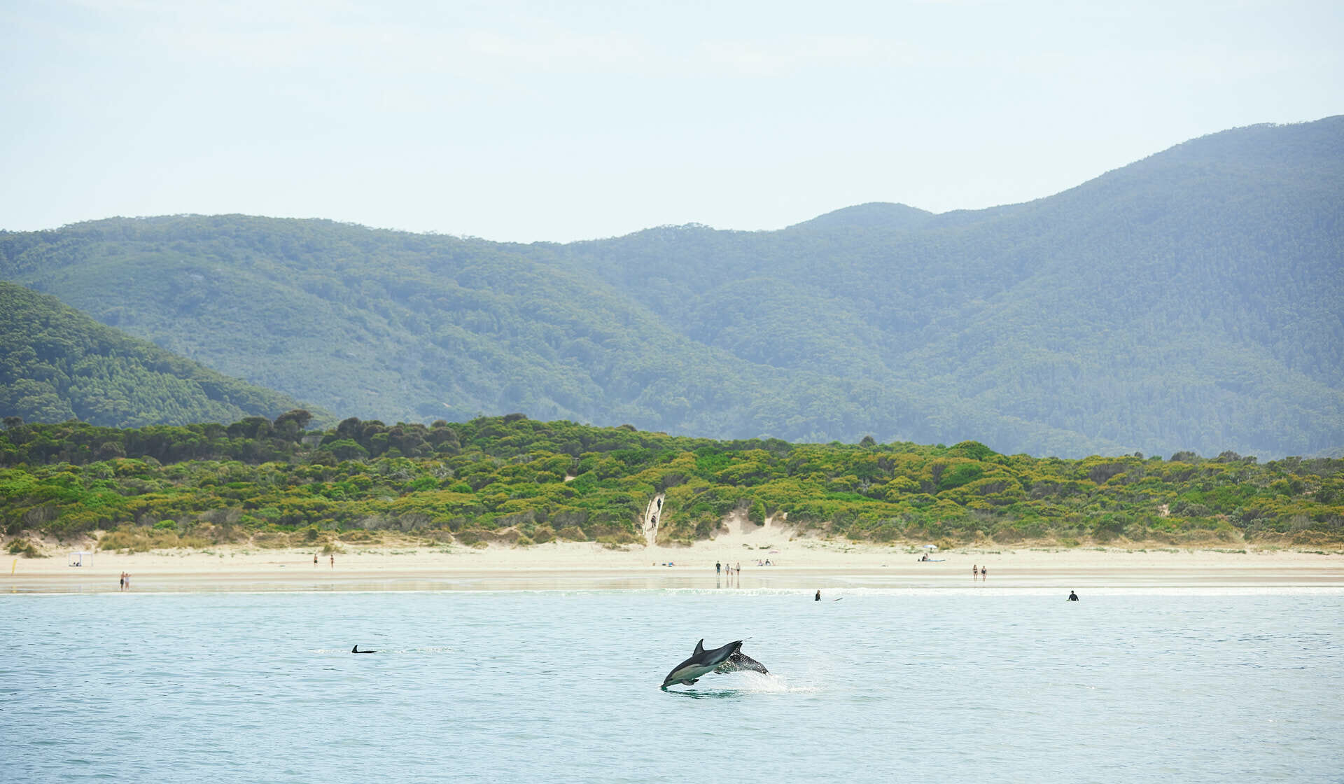 Whale Watching, Wilsons Prom, Gippsland, Vic | Boat… | Visit Gippsland