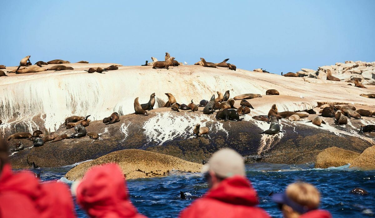Whale Watching, Wilsons Prom, Gippsland, Vic | Boat… | Visit Gippsland