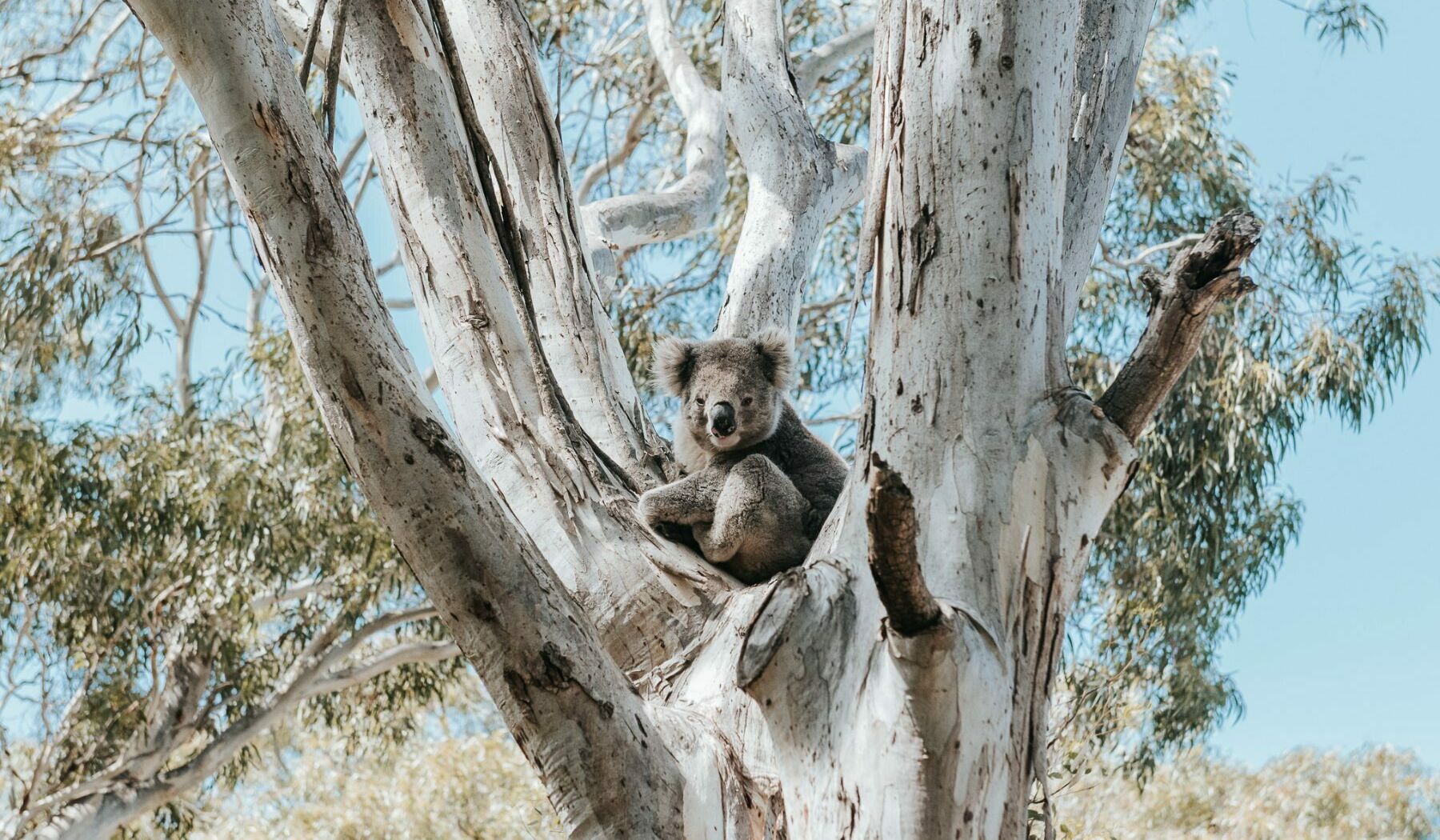 Raymond Island Koala Trail | Visit Gippsland