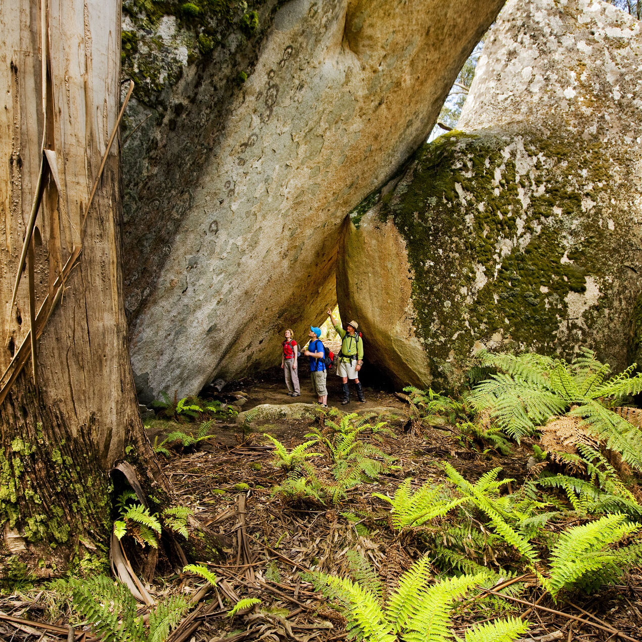 Baw Baw National Park | Visit Gippsland