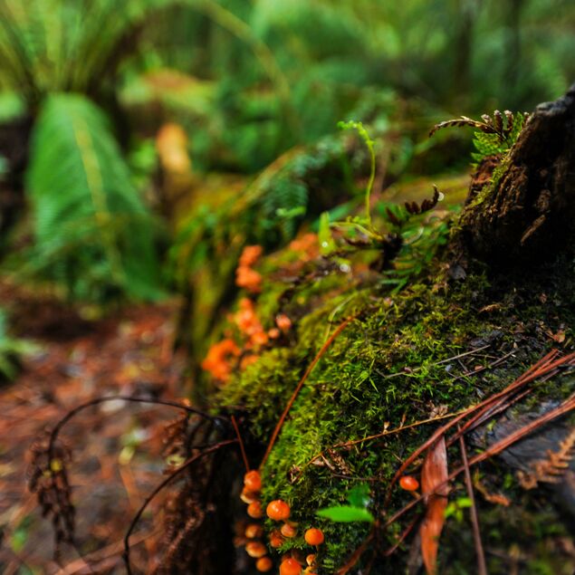 Morwell National Park | Visit Gippsland