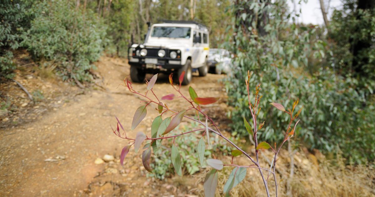 Murrungowar Forest Four Wheel Drive | Visit Gippsland