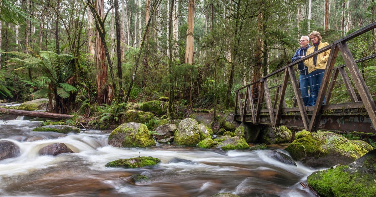 Toorongo & Amphitheatre Falls Loop Walk | Visit Gippsland